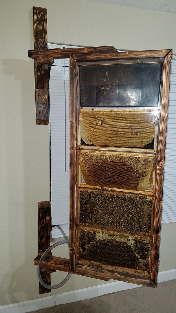 Observations from my observation hive | Beesource Beekeeping Forums